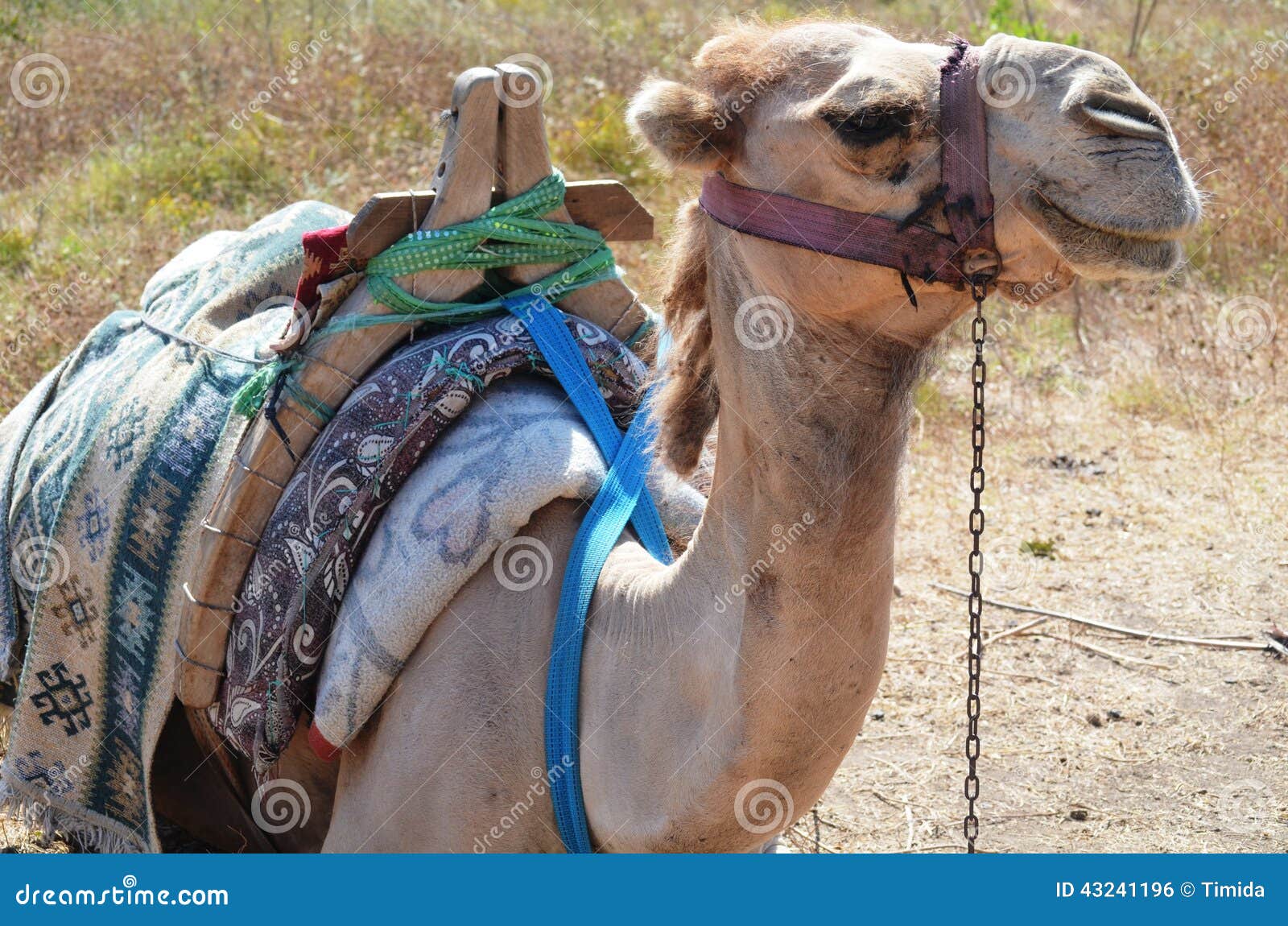 Camel stock photo. Image of saddle, travel, riding, culture - 43241196