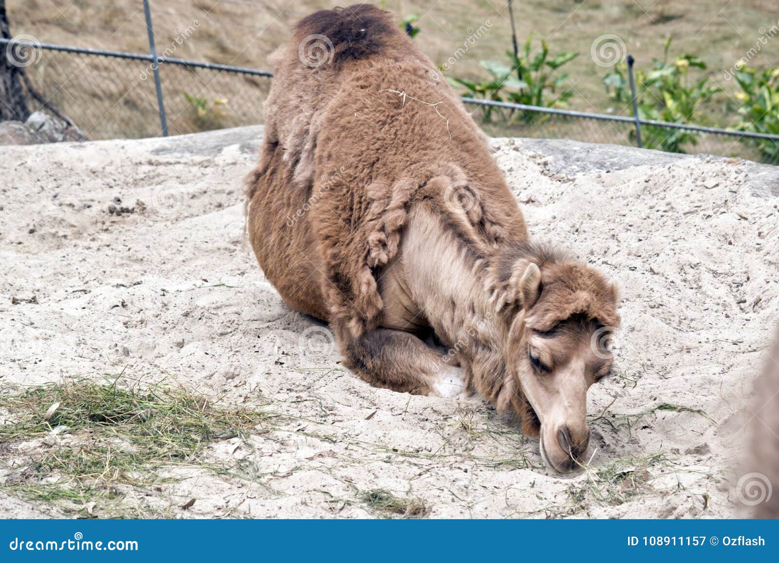 Camel is sitting stock image. Image of dromedary, sitting - 108911157