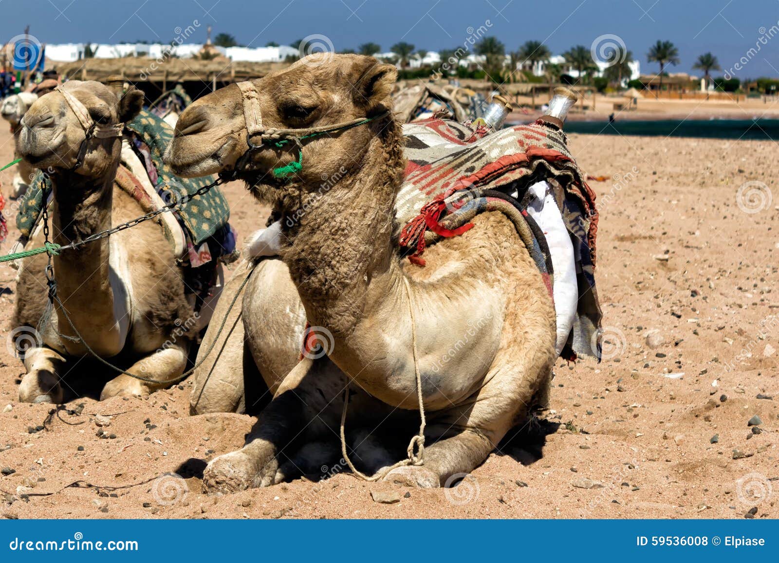 Camel Sitting in Egiptian Oasis Stock Photo - Image of beach ...