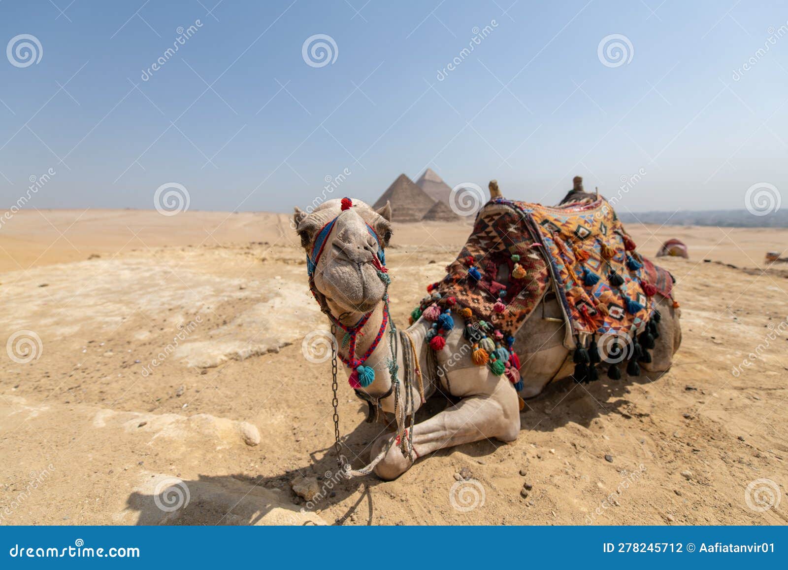 Camel Sitting in Front of the Pyramids of Giza Stock Photo - Image of ...