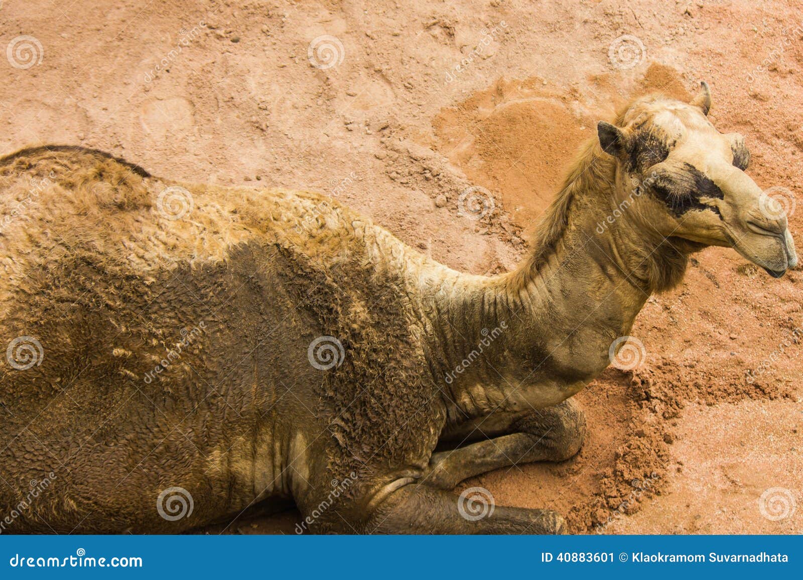 Camel sitting stock image. Image of arabic, mammal, desert - 40883601