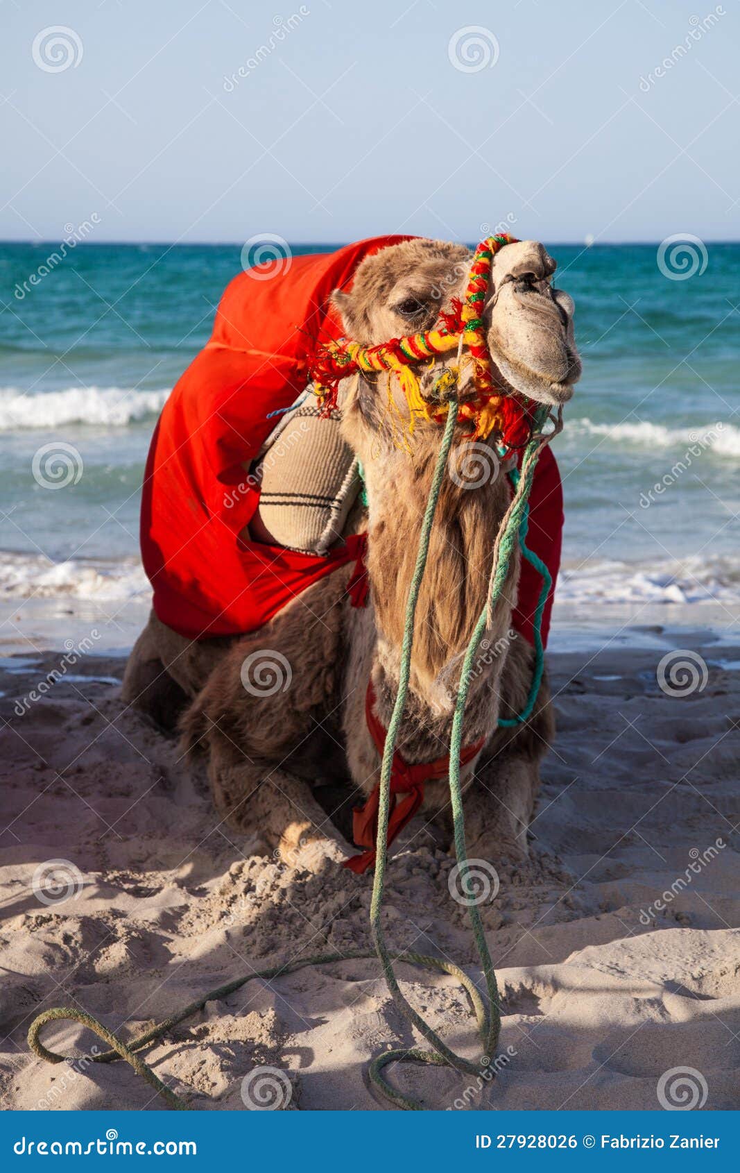 Camel Sitting Over Sea Background Stock Photo - Image of africa, djerba ...