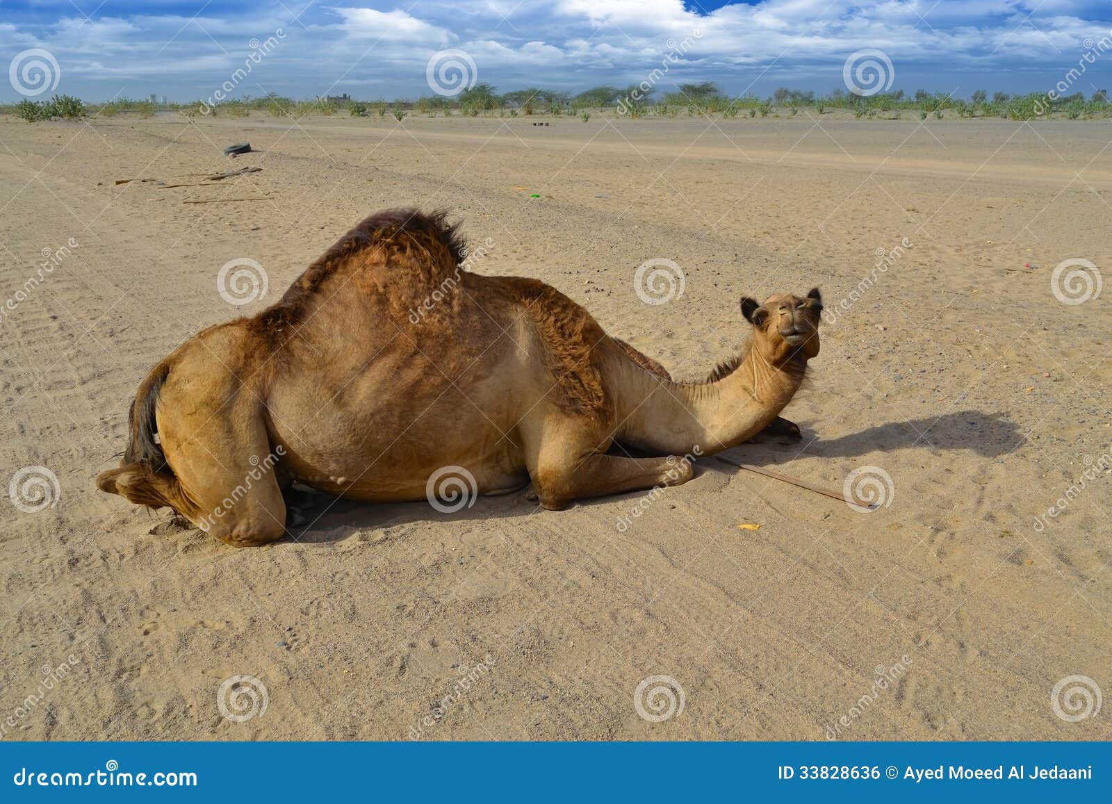Camel Sitting On The Road Royalty Free Stock Image - Image: 33828636