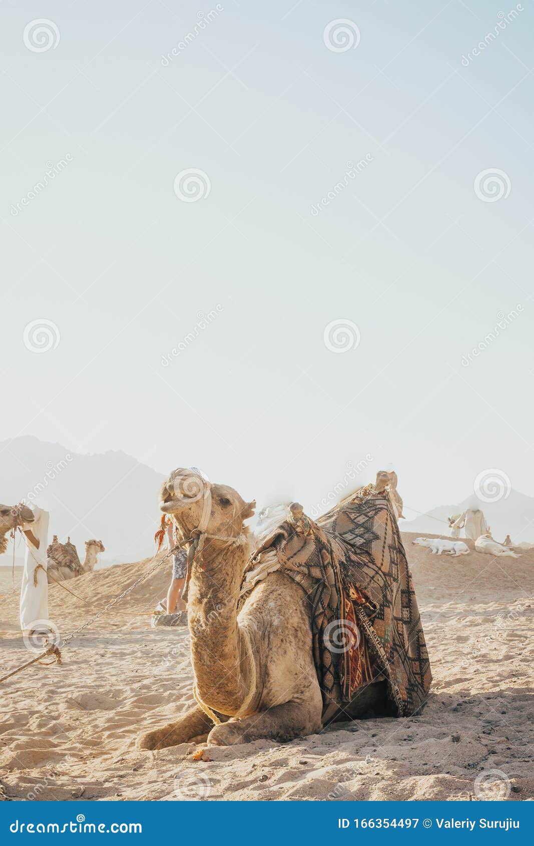 Camel sitting on the sand stock image. Image of closeup - 166354497