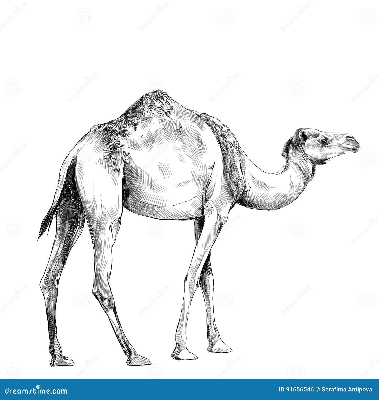 Camel In Full Growth. Mammal, Family Camelids, Group Cloven-hoofed ...