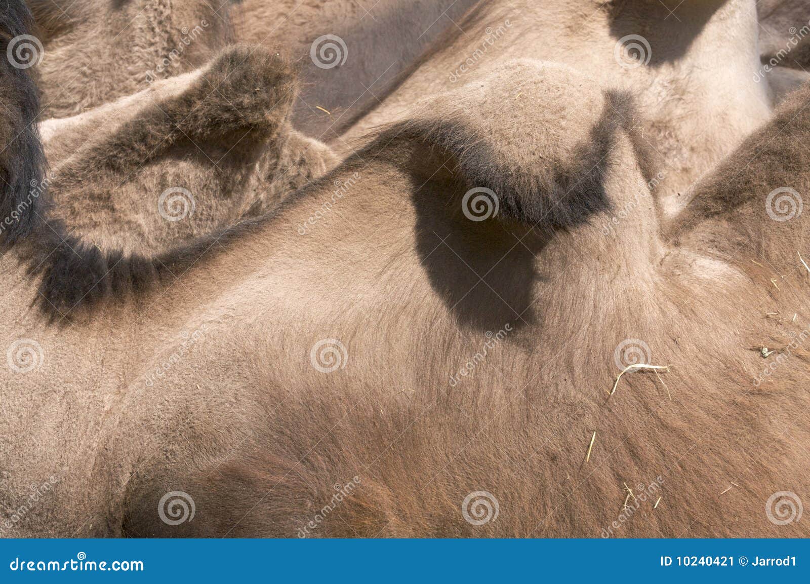 Camel skin stock image. Image of brown, abstract, skin - 10240421