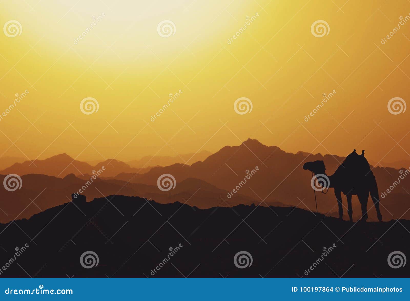 Camel, Sky, Sunrise, Camel Like Mammal Picture. Image: 100197864