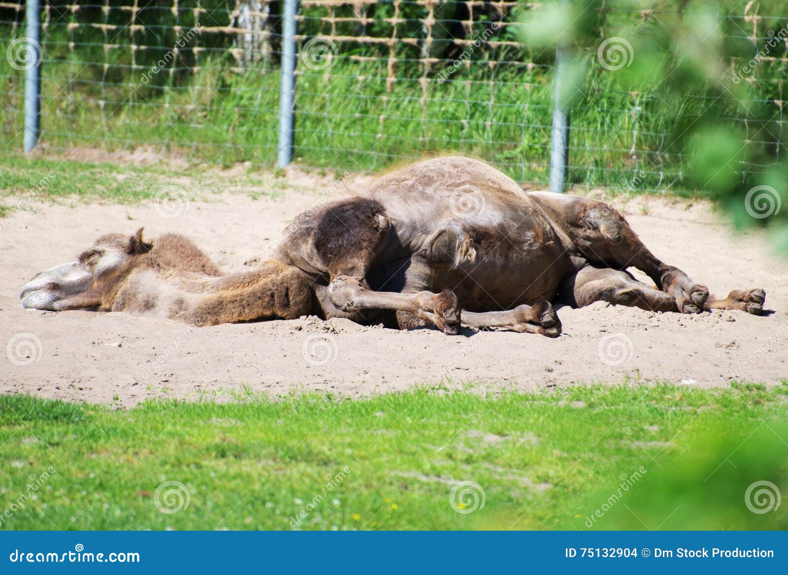 Camel sleeping. stock photo. Image of summer, tourism - 75132904