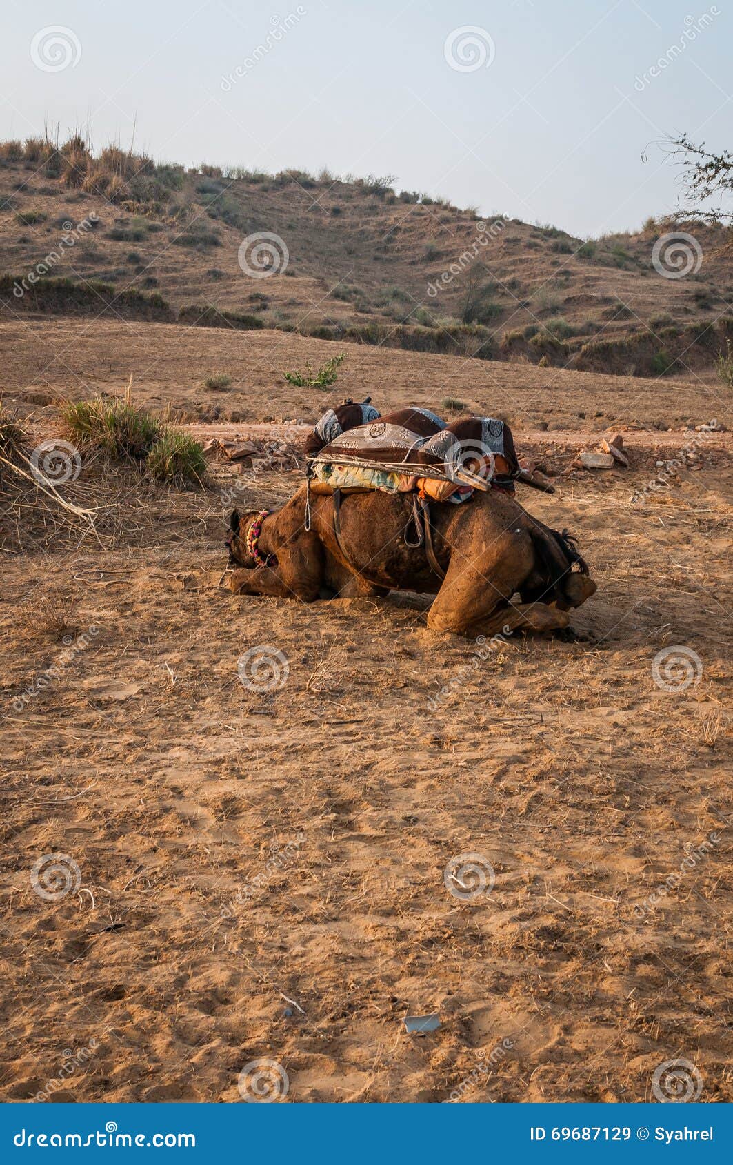The camel is sleeping stock image. Image of colorful - 69687129