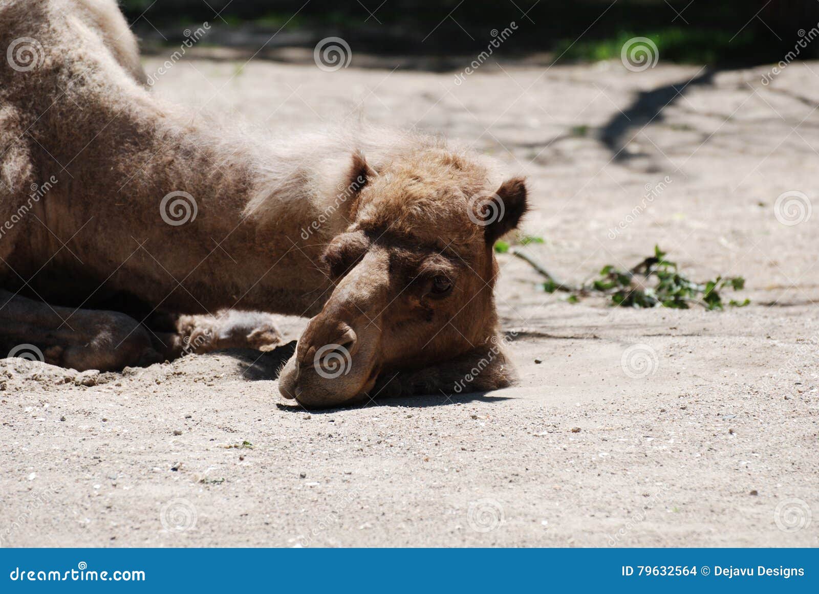 Camel Sleeping in the Sun Light Stock Photo - Image of grinning, grin: 79632564