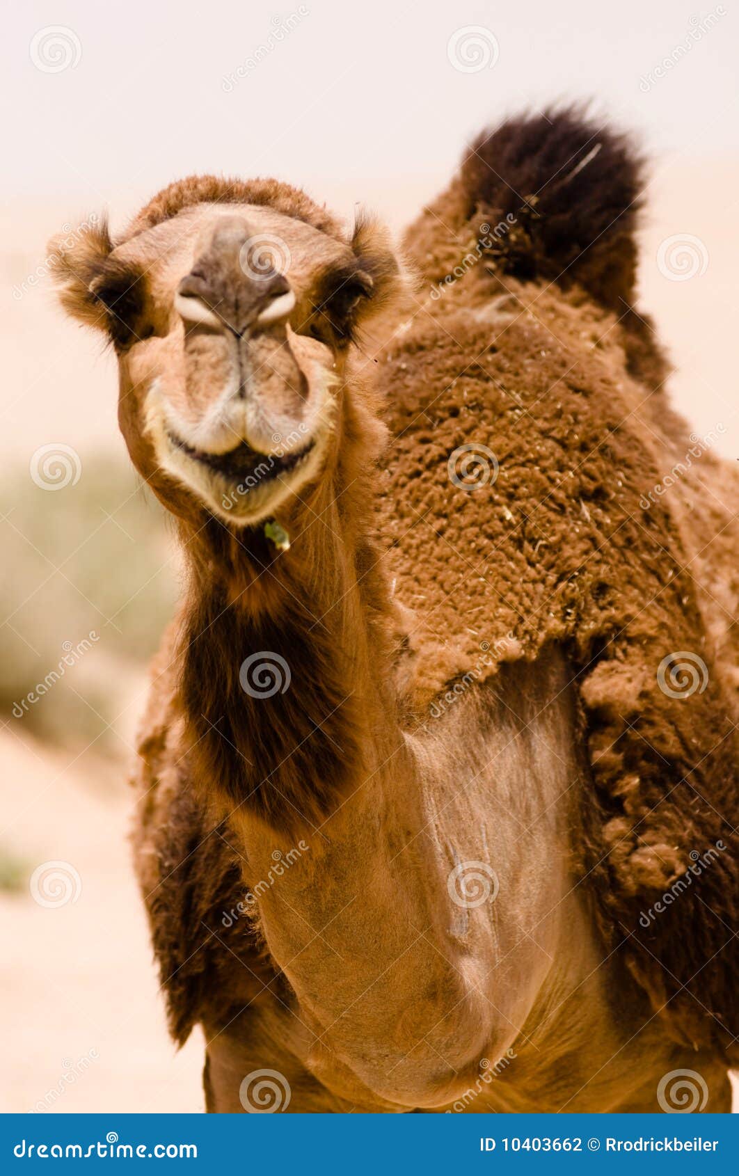 Camel Smile stock photo. Image of animal, camel, close - 10403662
