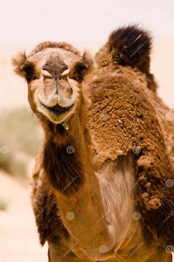 Camel Smile stock photo. Image of animal, camel, close - 10403662