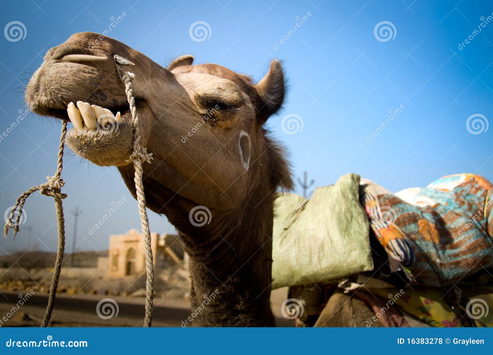 Camel Smile stock photo. Image of close, mammal, animal - 16383278