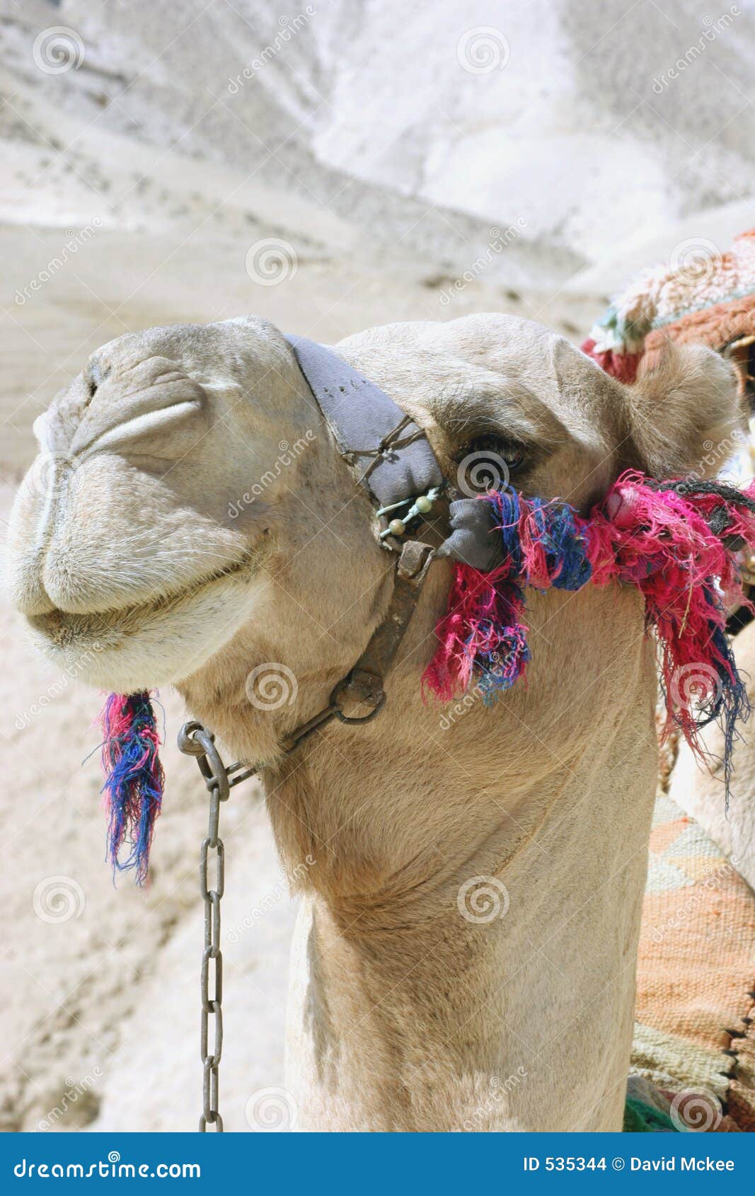 Camel Smile stock photo. Image of gold, bryce, golden, sunset - 535344