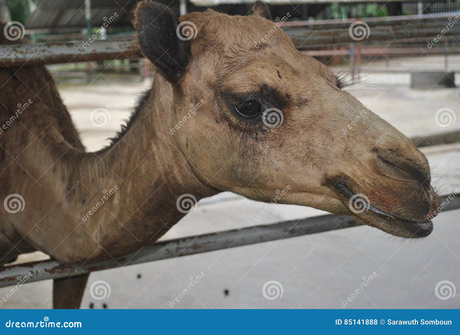 Camel Smile camel funny stock photo. Image of funny, camel - 85141888