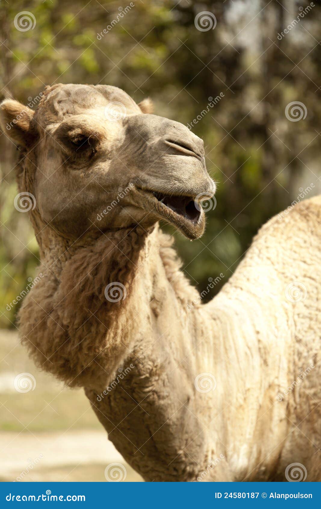 Camel smile side stock image. Image of head, outdoors - 24580187