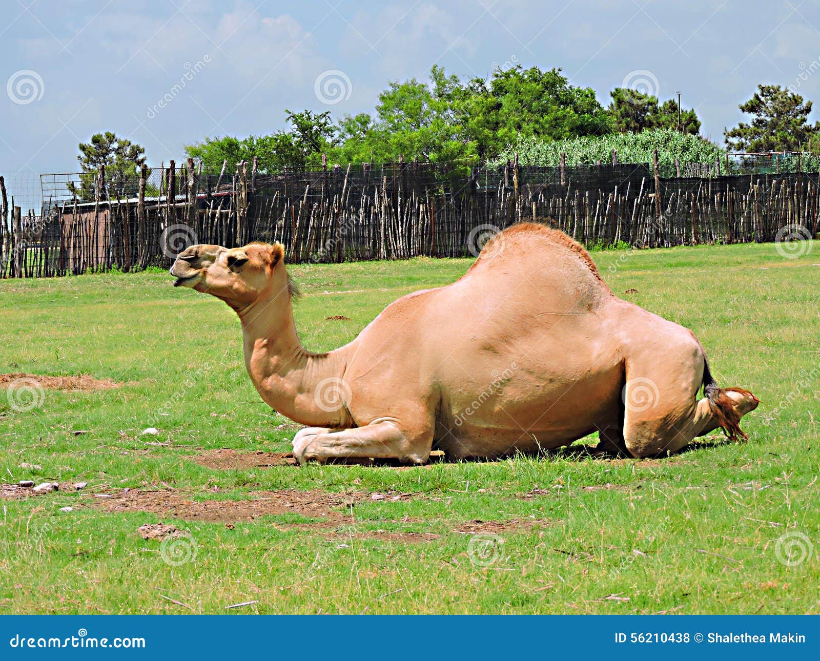 Camel stock photo. Image of soaking, brown, happy, lays - 56210438