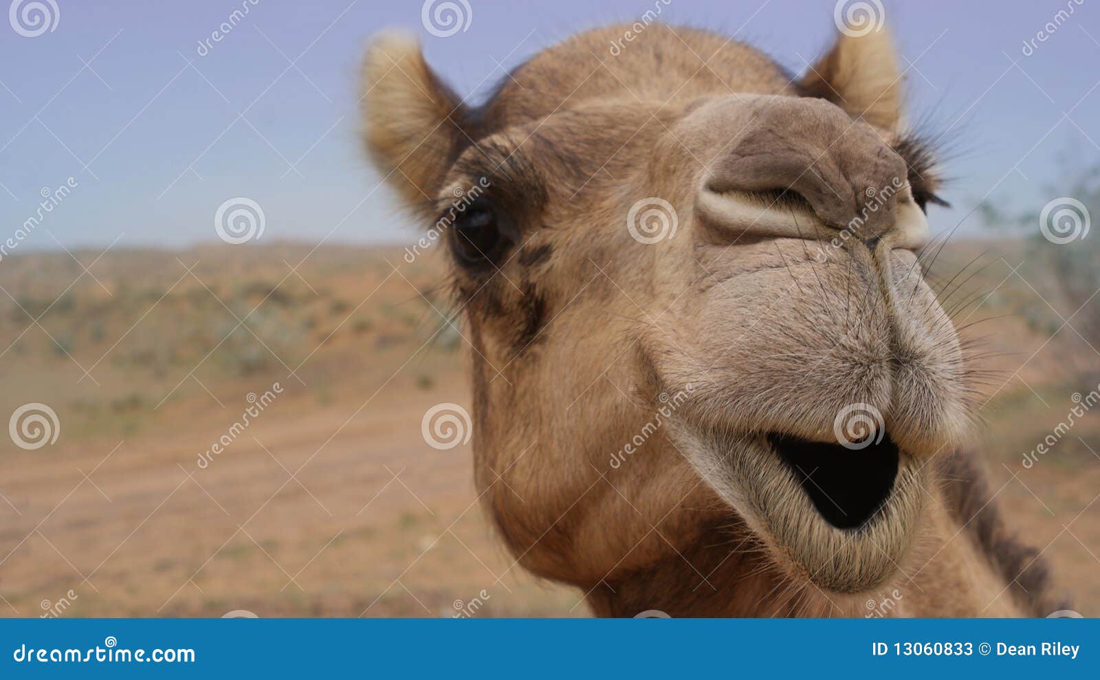 Smiling Camel Face
