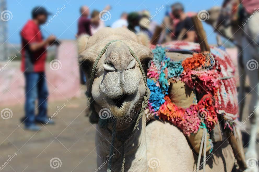 Camel Smiling at the Camera Stock Photo - Image of cute, friendly ...