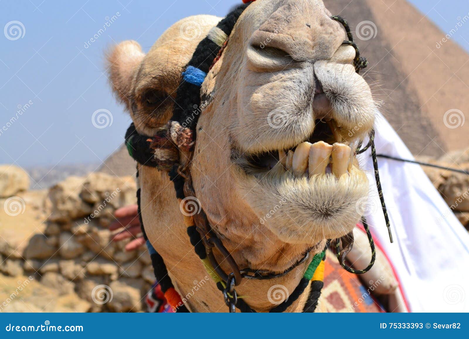 Camel smiling stock image. Image of arabian, hello, facial - 75333393