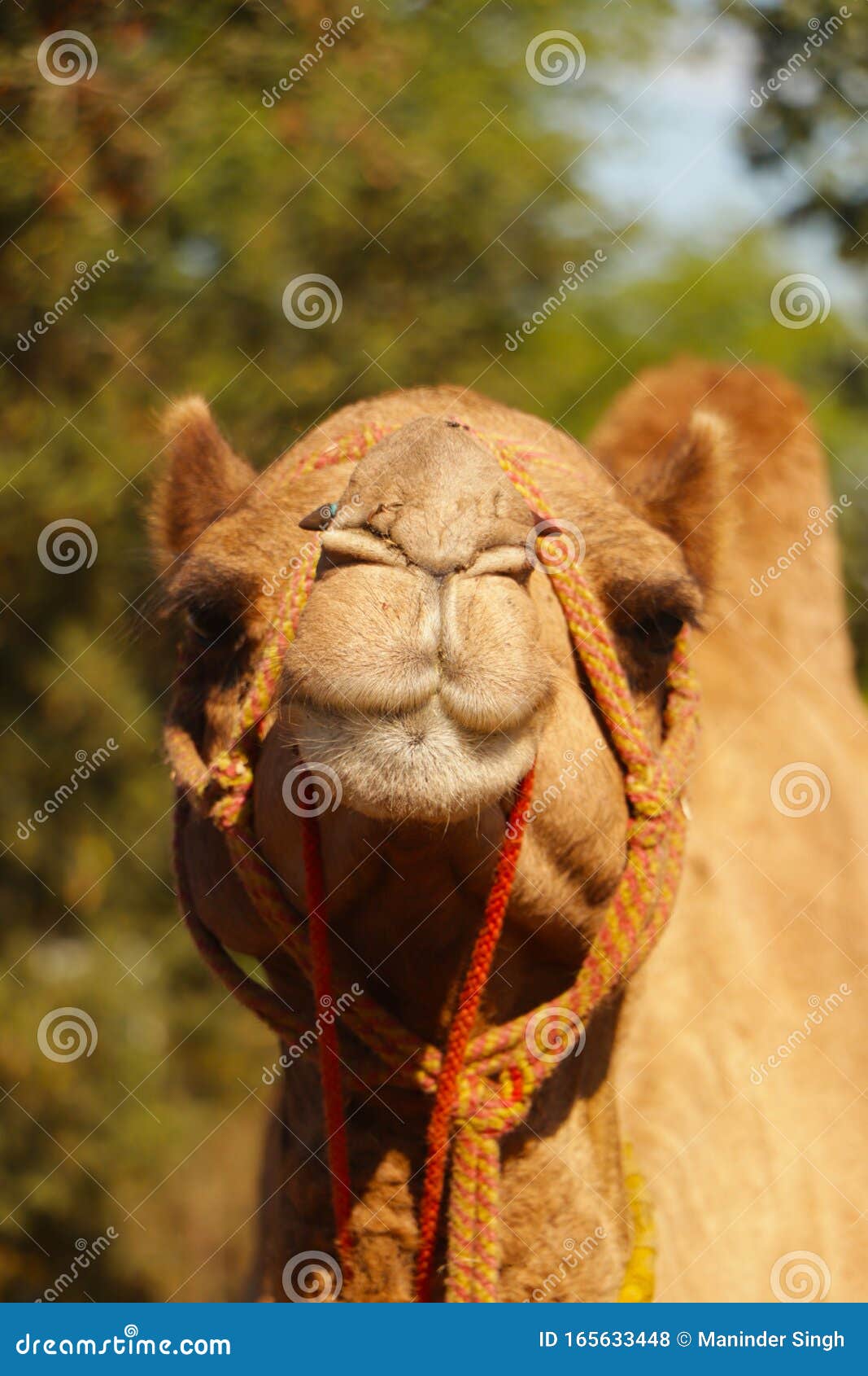 Camel Smiling. stock photo. Image of choose, wide, camel - 165633448