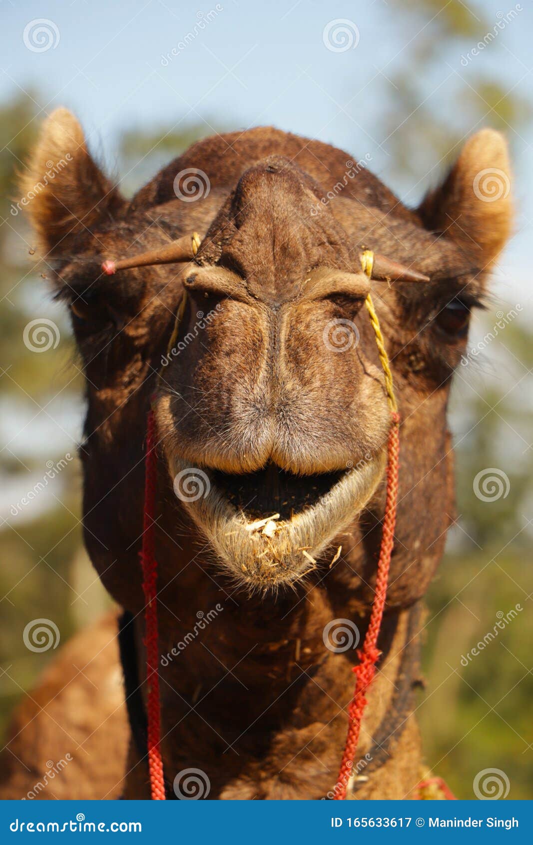 Camel smiling. stock image. Image of concept, challenges - 165633617