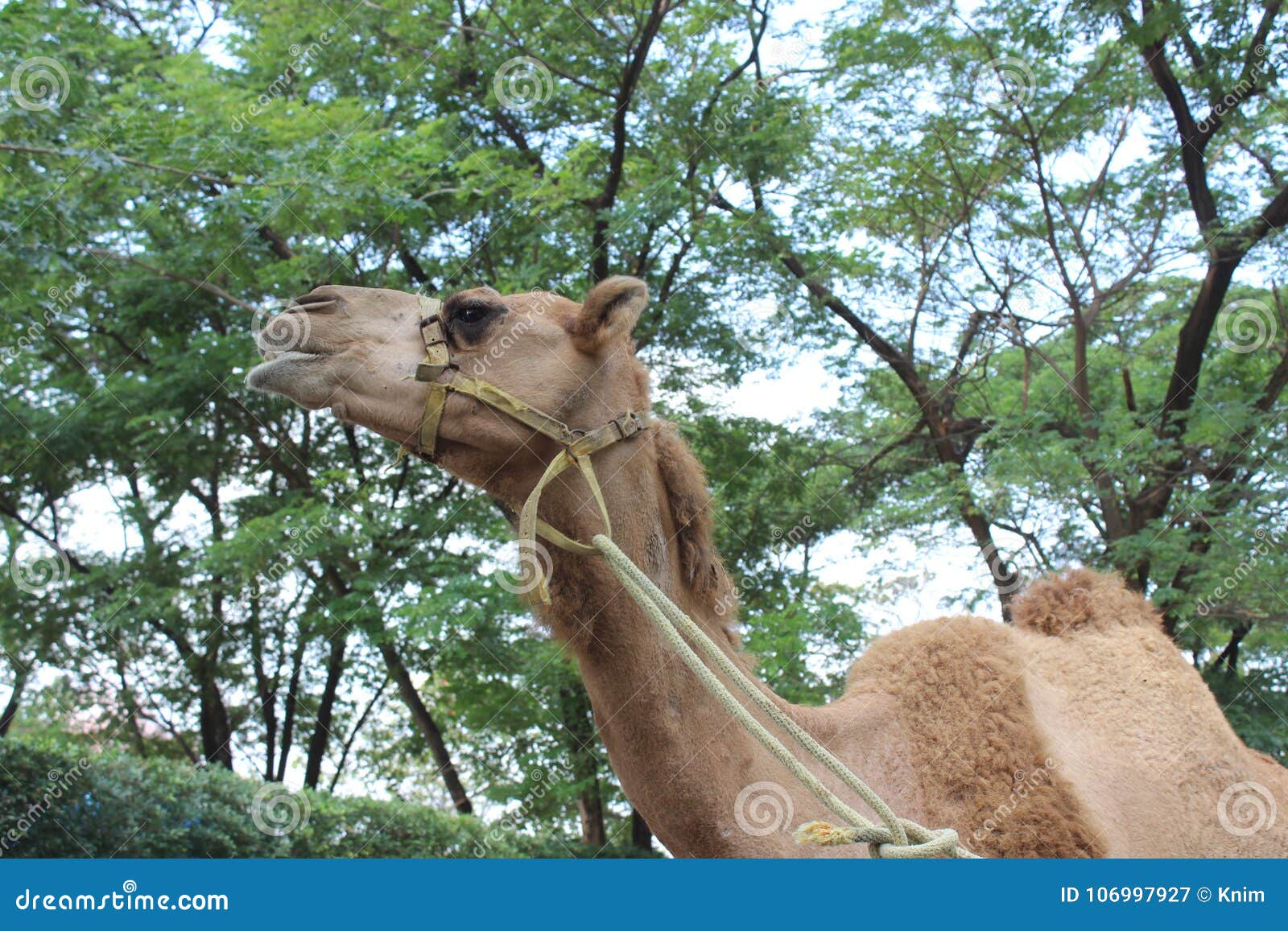 Camel Smiling stock image. Image of greeting, cheery - 106997927