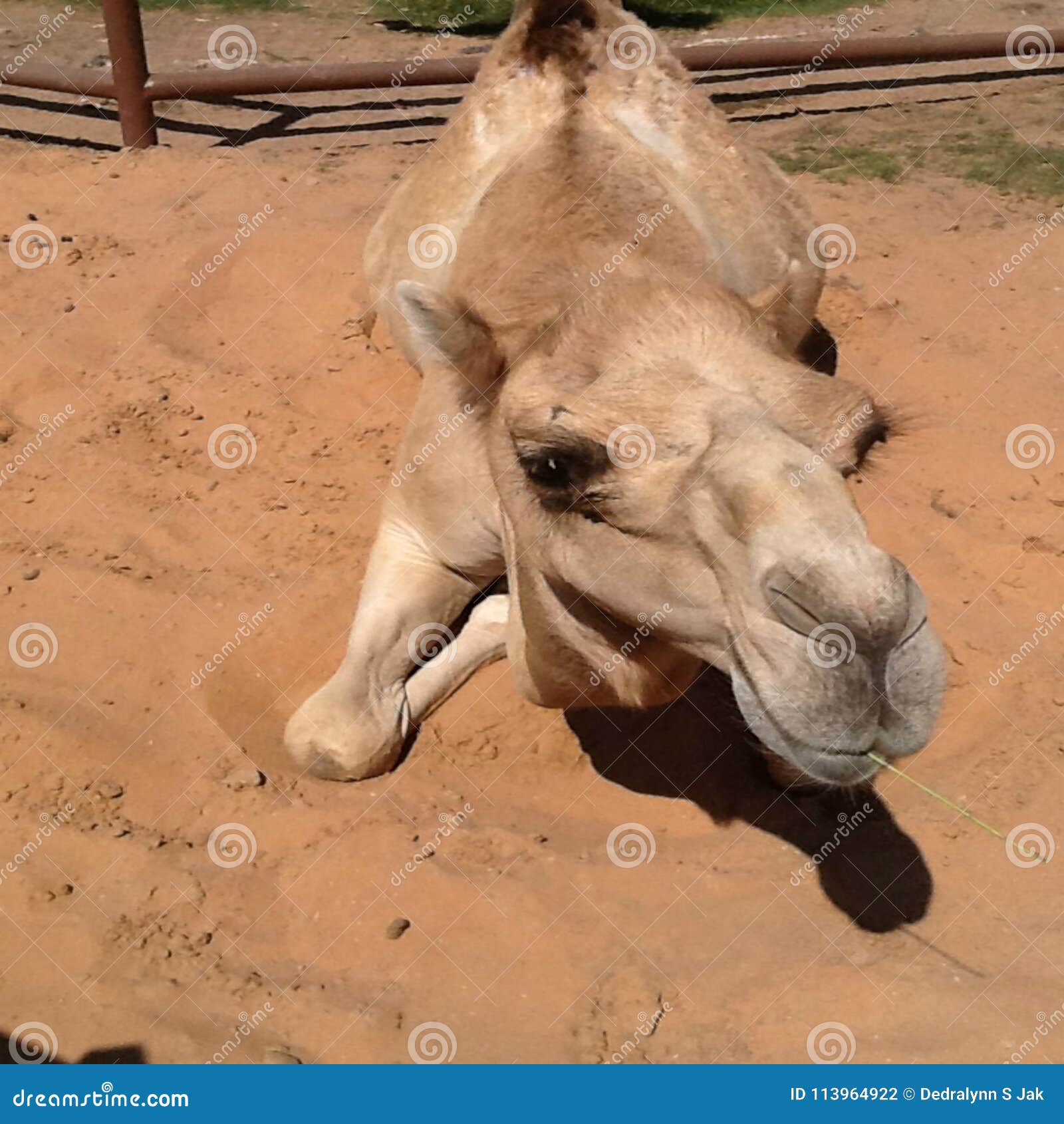 Camel Smiling because he Knows Everything Stock Photo - Image of good ...