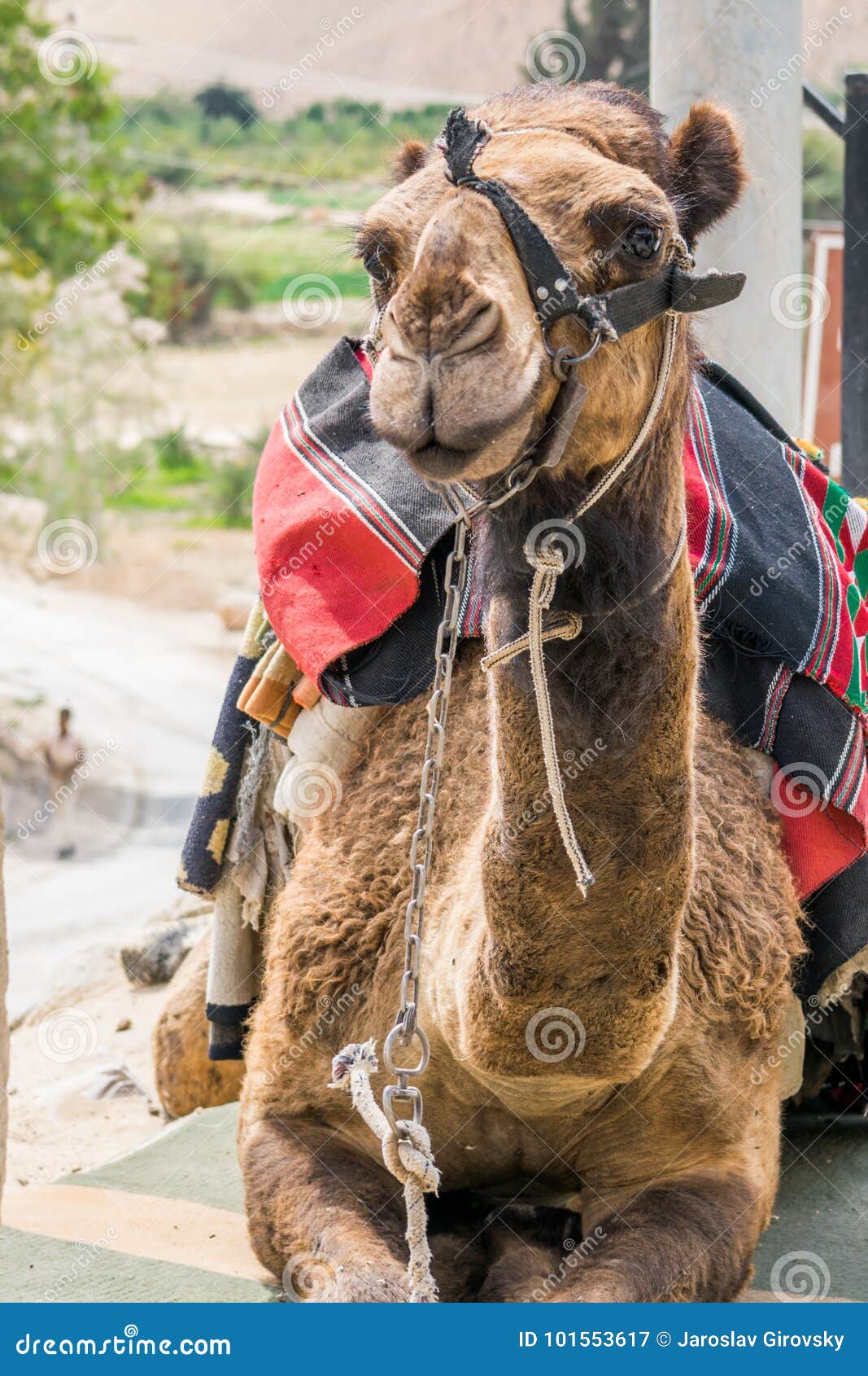 Camel smile stock image. Image of ride, mammal, domestic - 101553617