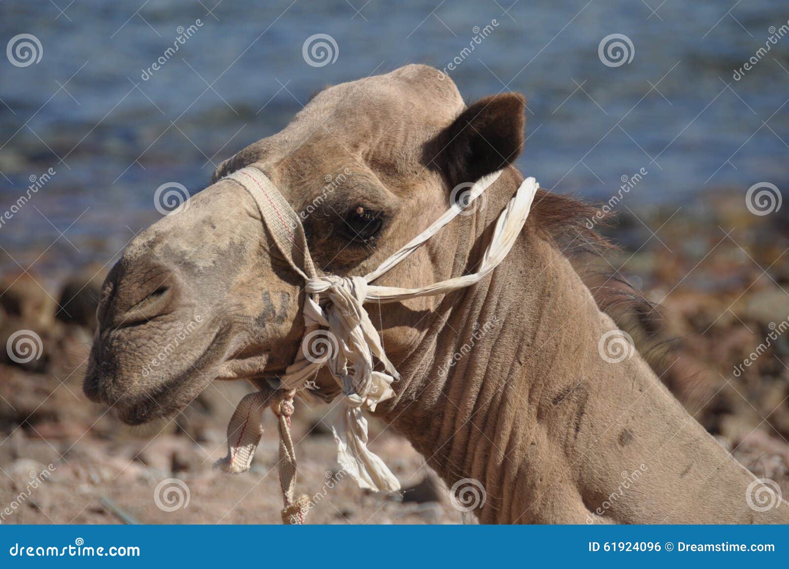 Camel snout stock photo. Image of close, dromedary, portrait - 61924096