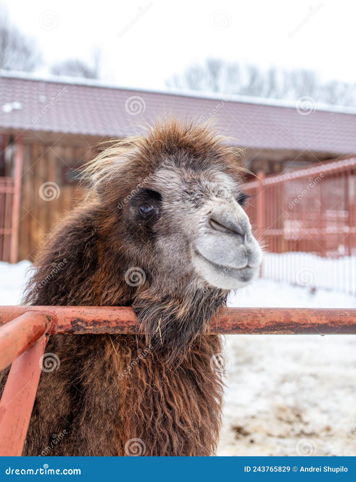 Camel on the Snow in Winter Stock Image - Image of standing, lips ...