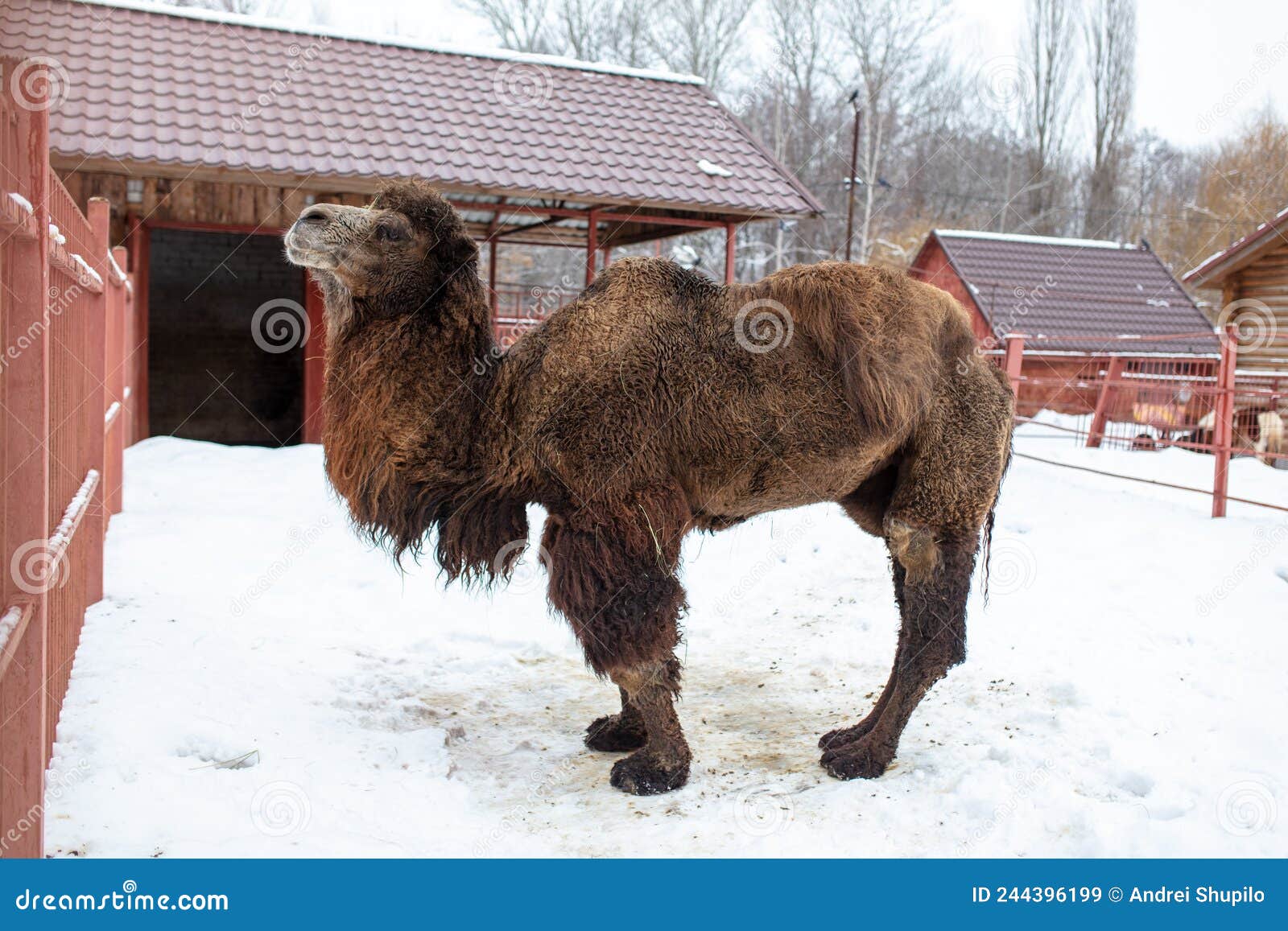 Camel on the Snow in Winter Stock Image - Image of standing, dromedary ...