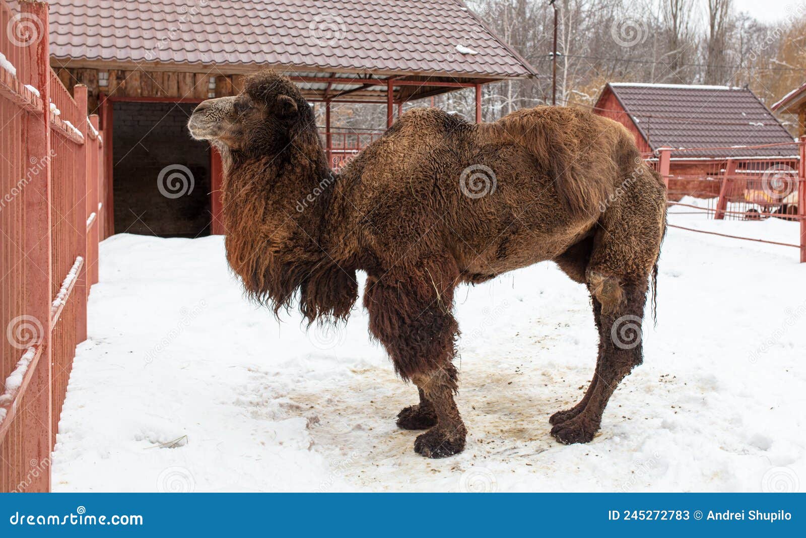Camel on the Snow in Winter Stock Image - Image of mammal, outdoor ...