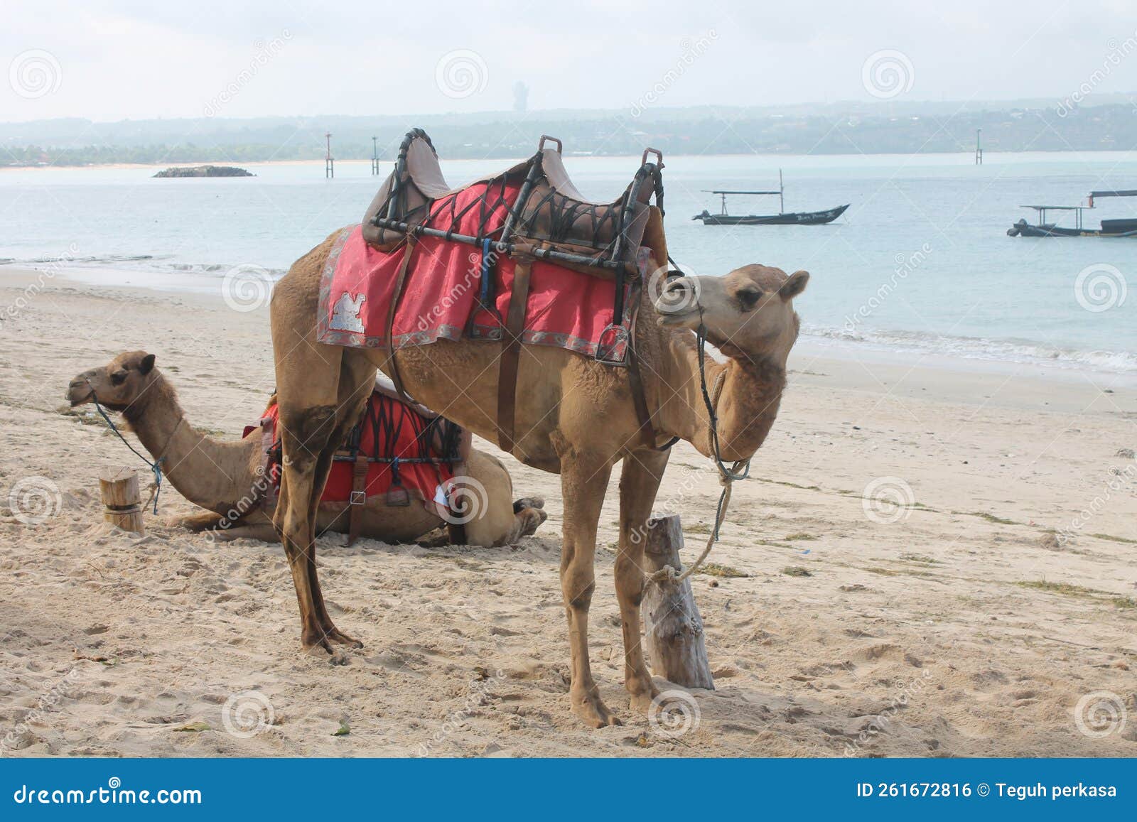Camel at the South of Bali Beach Stock Photo - Image of bovine, bali ...