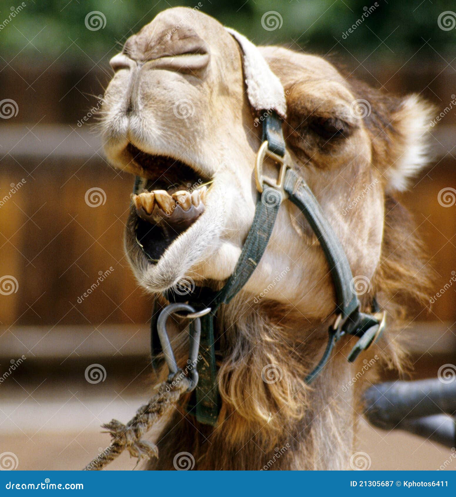 Camel speaks out stock image. Image of close, exhibit - 21305687
