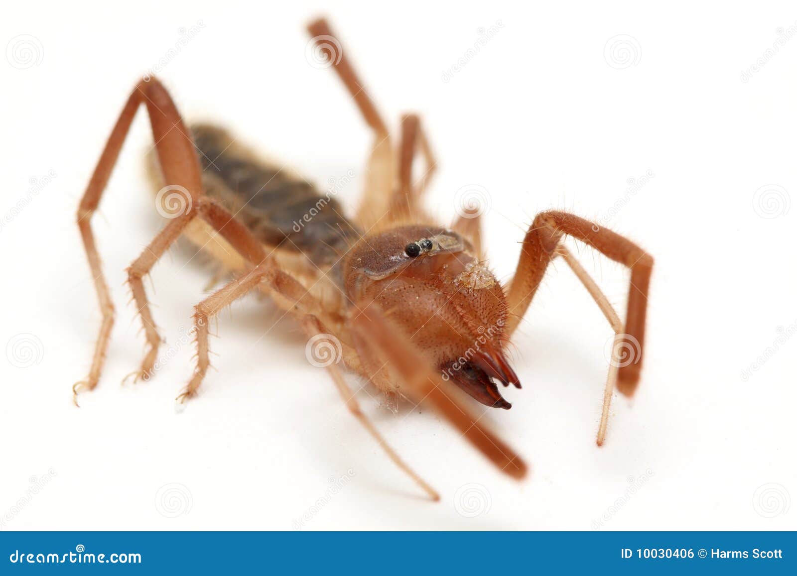 Camel spider stock photo. Image of brown, solifugae, legs - 10030406