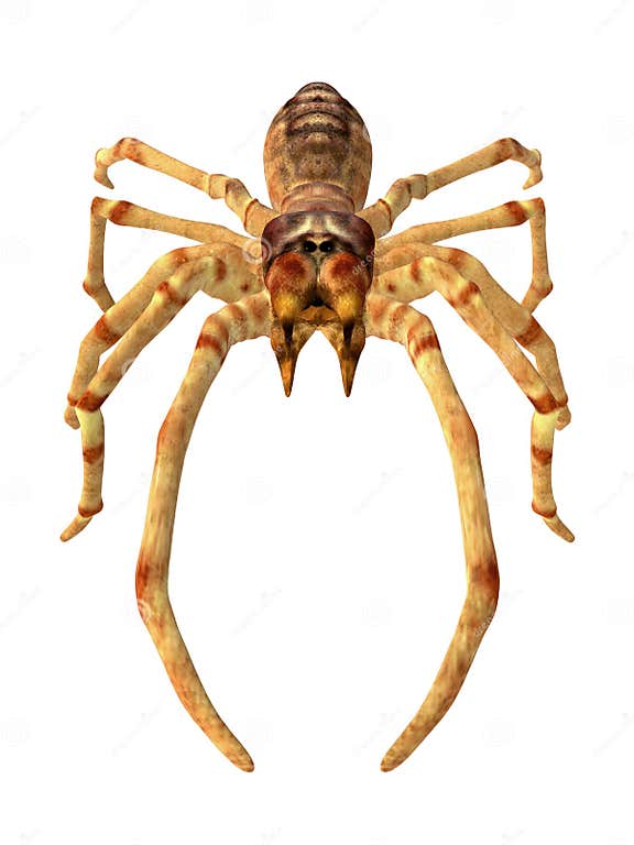 Camel Spider stock illustration. Illustration of camel - 16926712