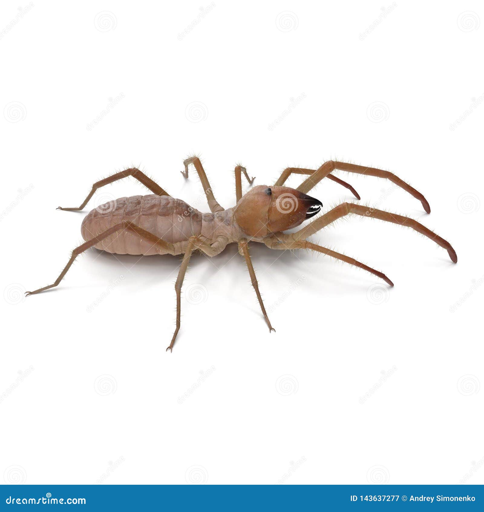 Camel Spider Icon Vector Illustration. Cartoon Style | CartoonDealer ...