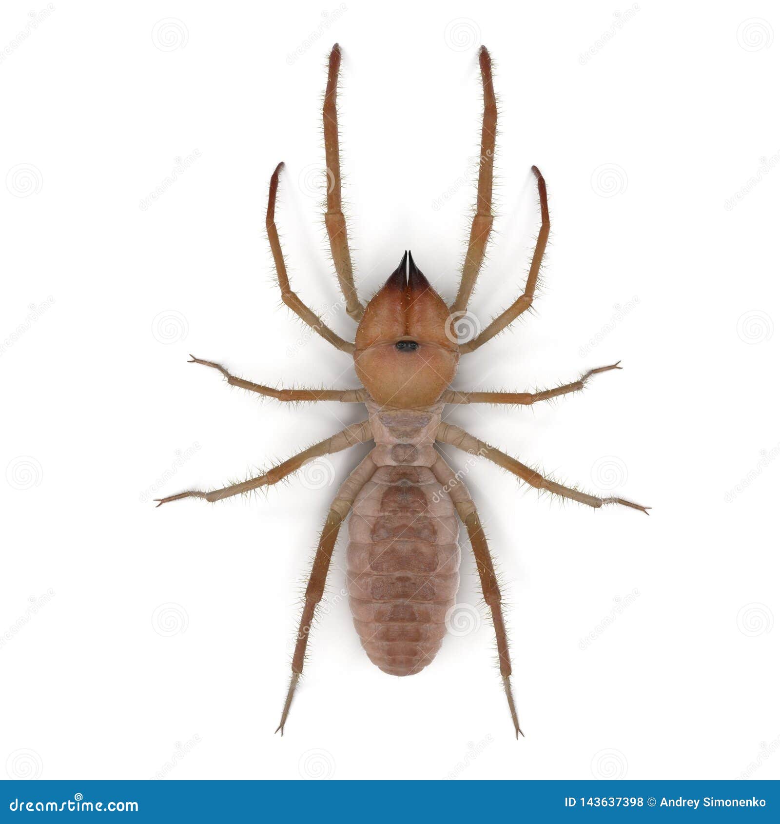 Camel Spider Icon Vector Illustration. Cartoon Style | CartoonDealer ...