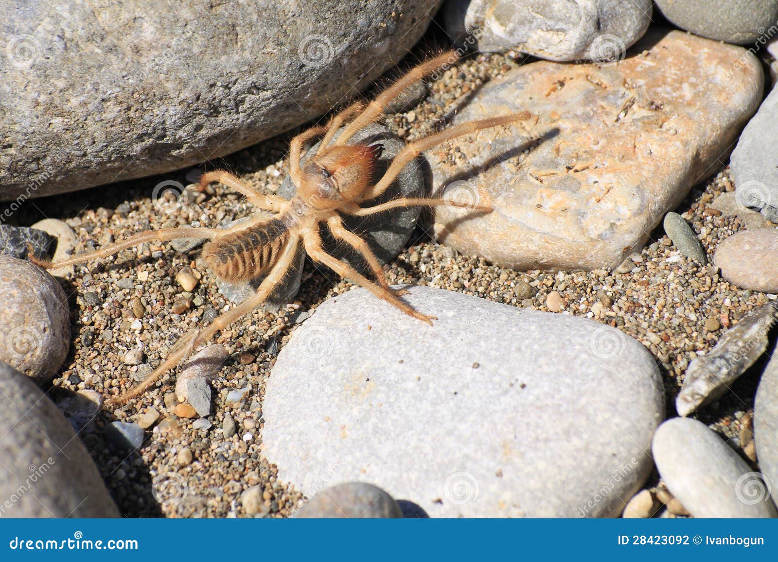 Camel Spider In The UAE Desert Royalty-Free Stock Photo | CartoonDealer ...
