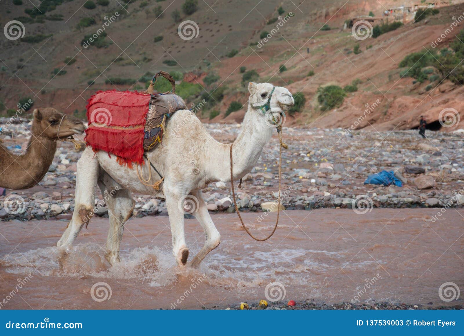 Camel Splashing through a Stream Stock Image - Image of muddy, moroccan ...