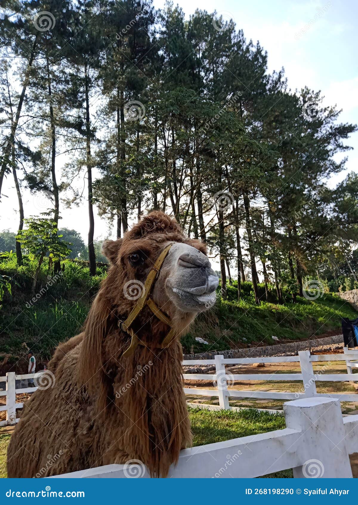 Camel in the stable stock photo. Image of flower, garden - 268198290