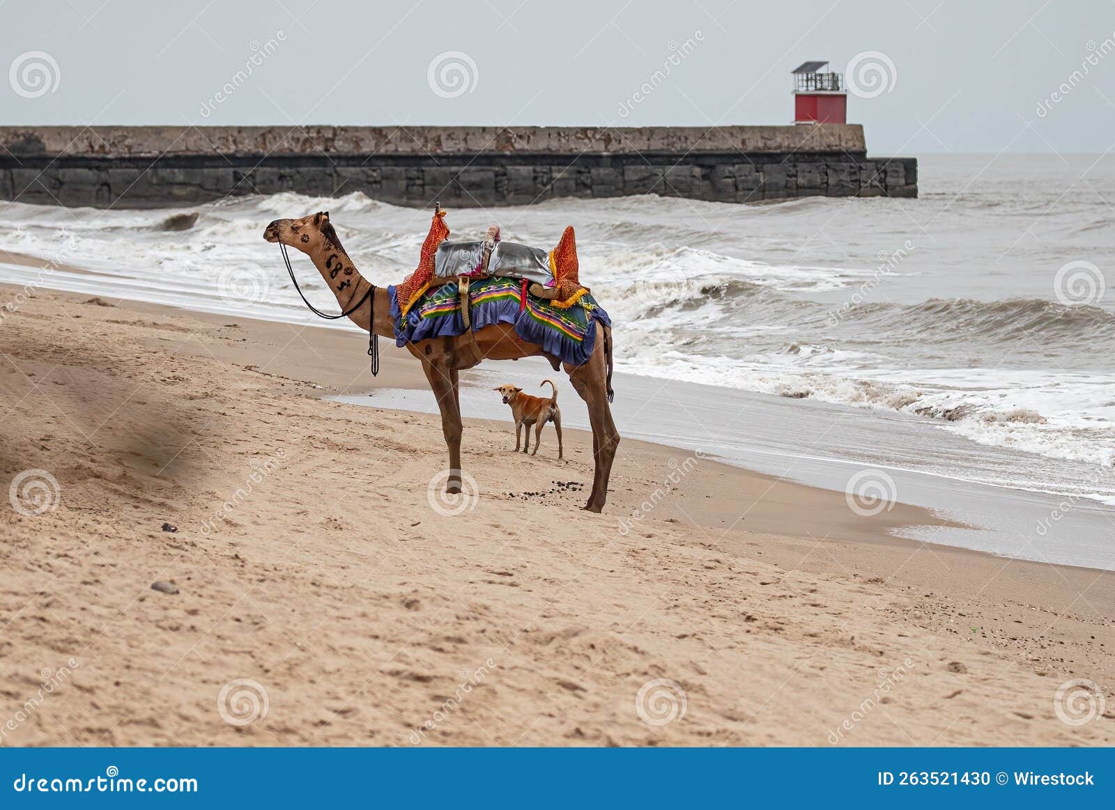 Camel Standing on a Beach with a Dog. Stock Photo - Image of exotic ...