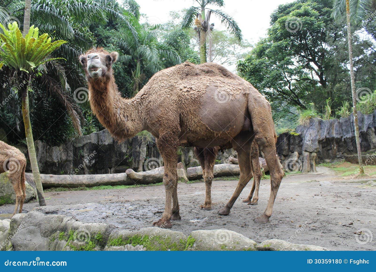 A Camel Standing with a Curious Look Stock Photo - Image of hump, agave ...