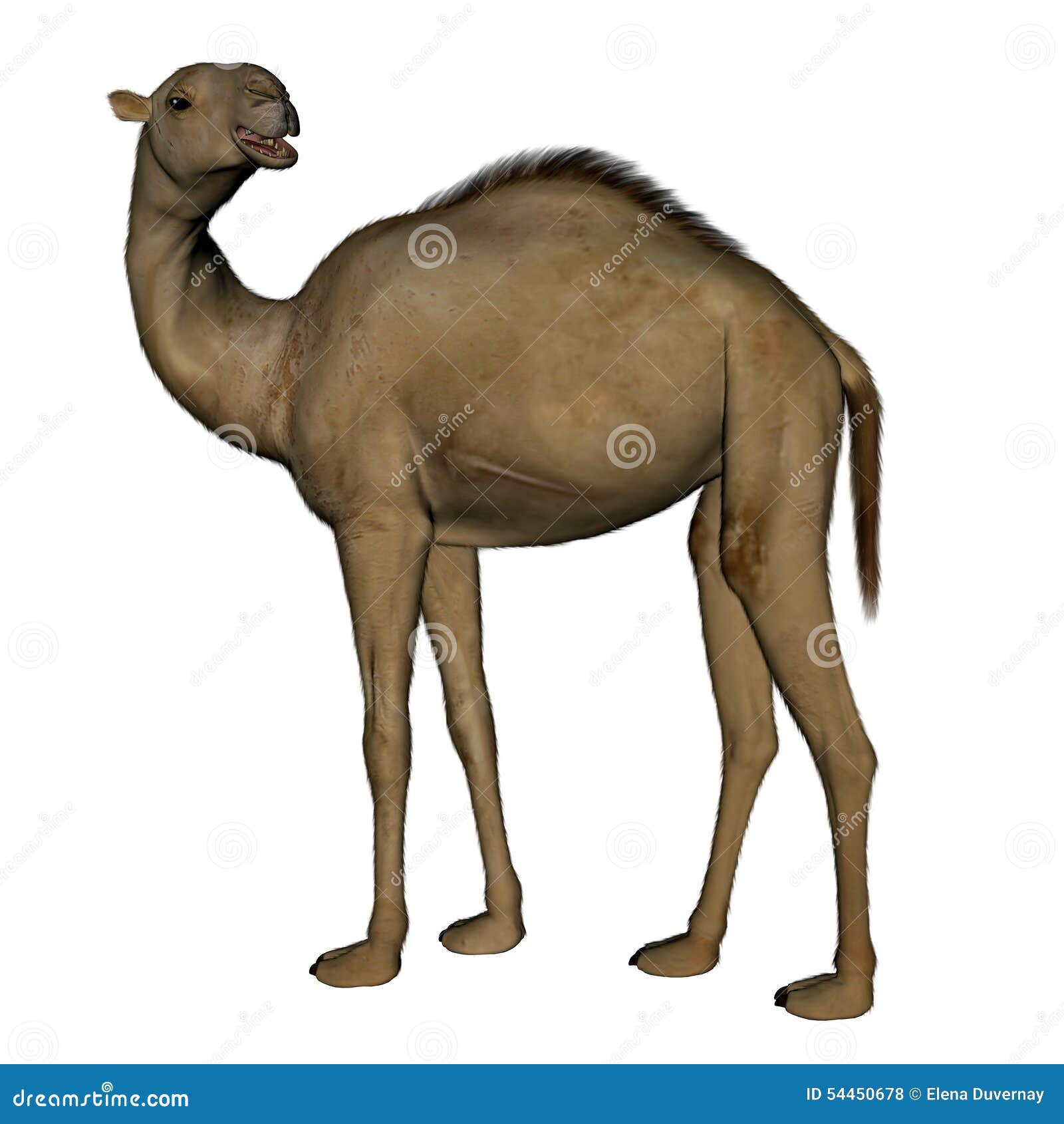 Camel Standing On White Background Royalty-Free Stock Image ...