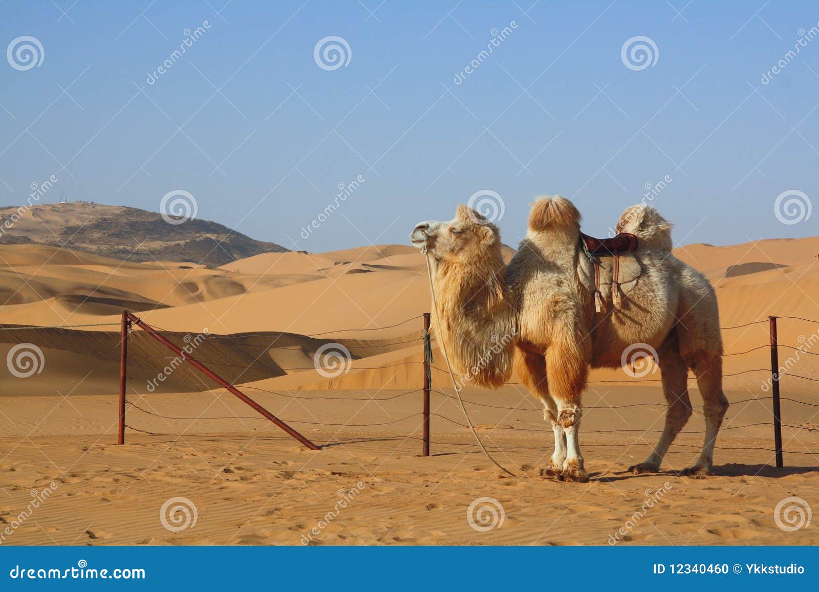 Camel standing in desert stock photo. Image of nature - 12340460