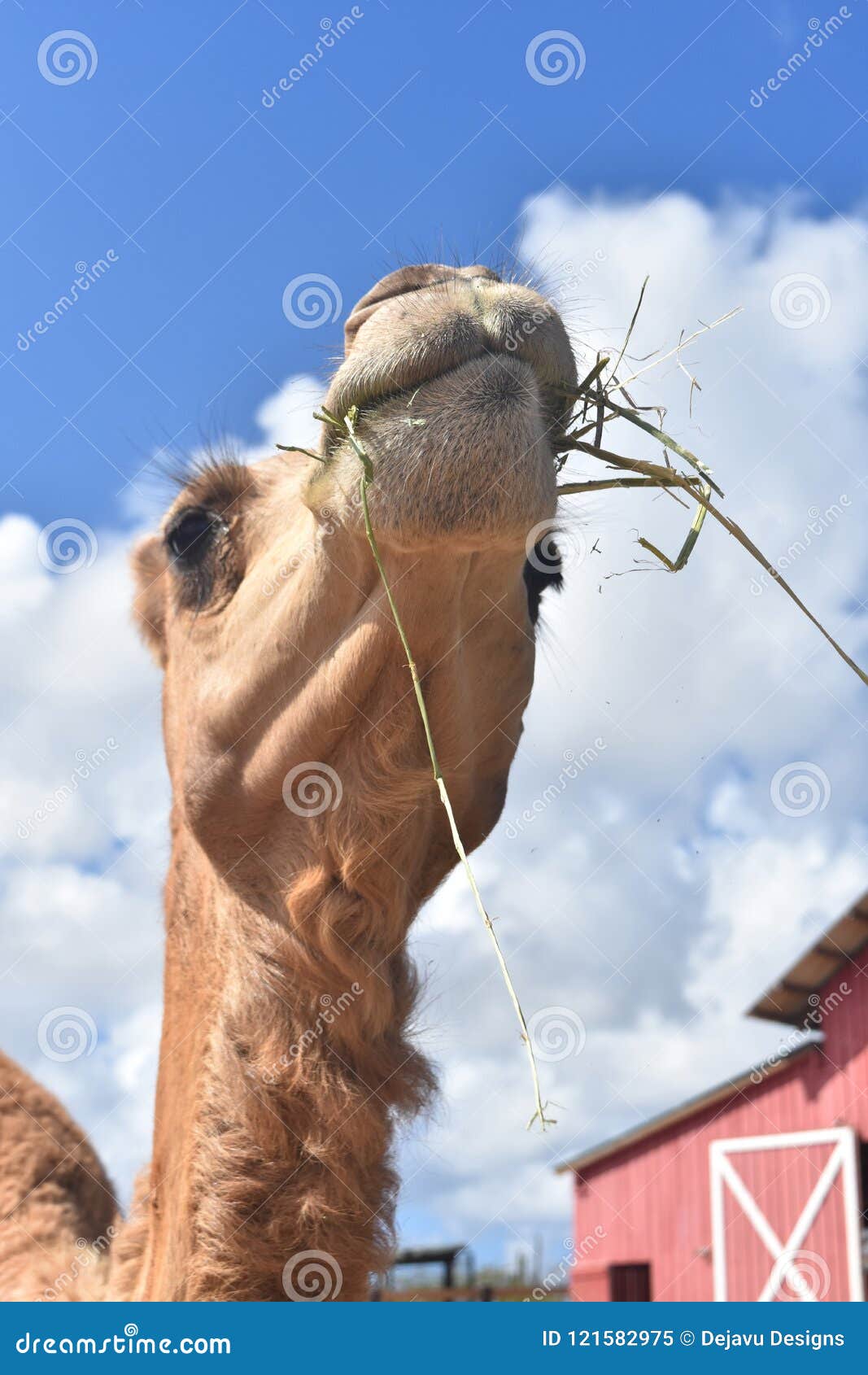 Camel Standing in Front of a Barn Eating Hay Stock Image - Image of ...