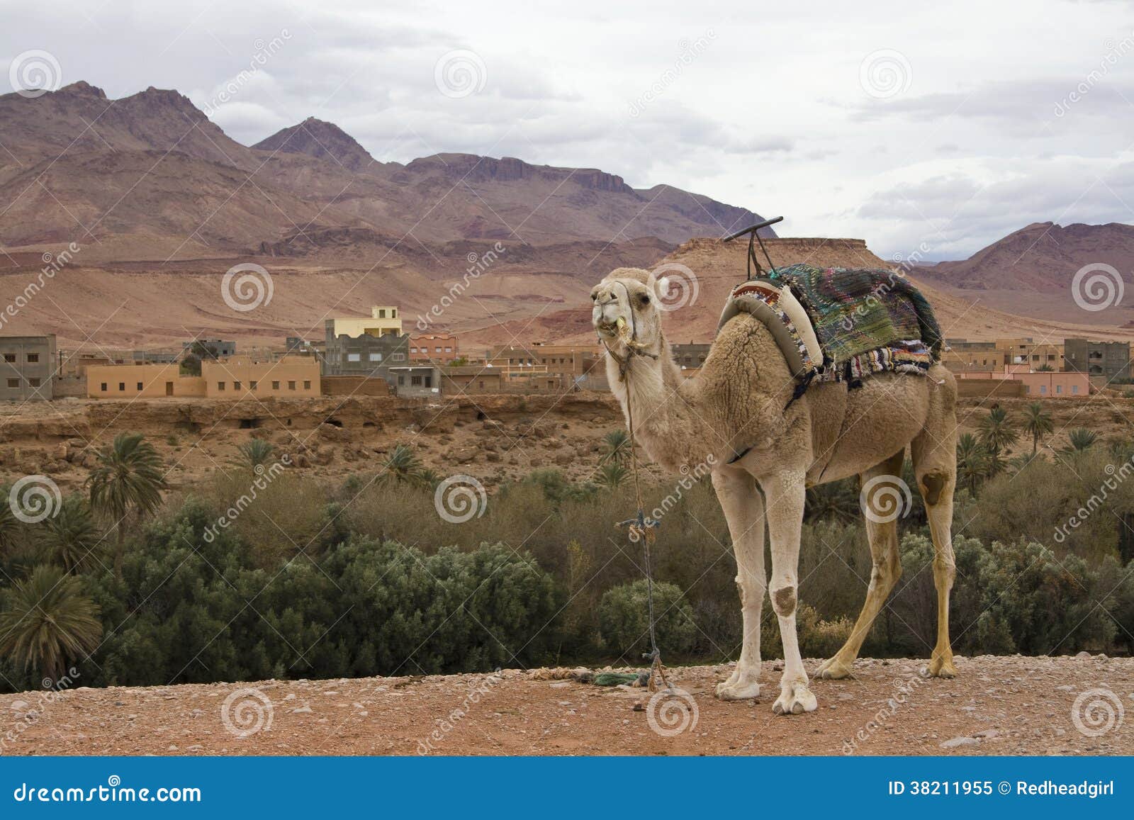 Camel Standing in Front of Village View Stock Image - Image of village ...