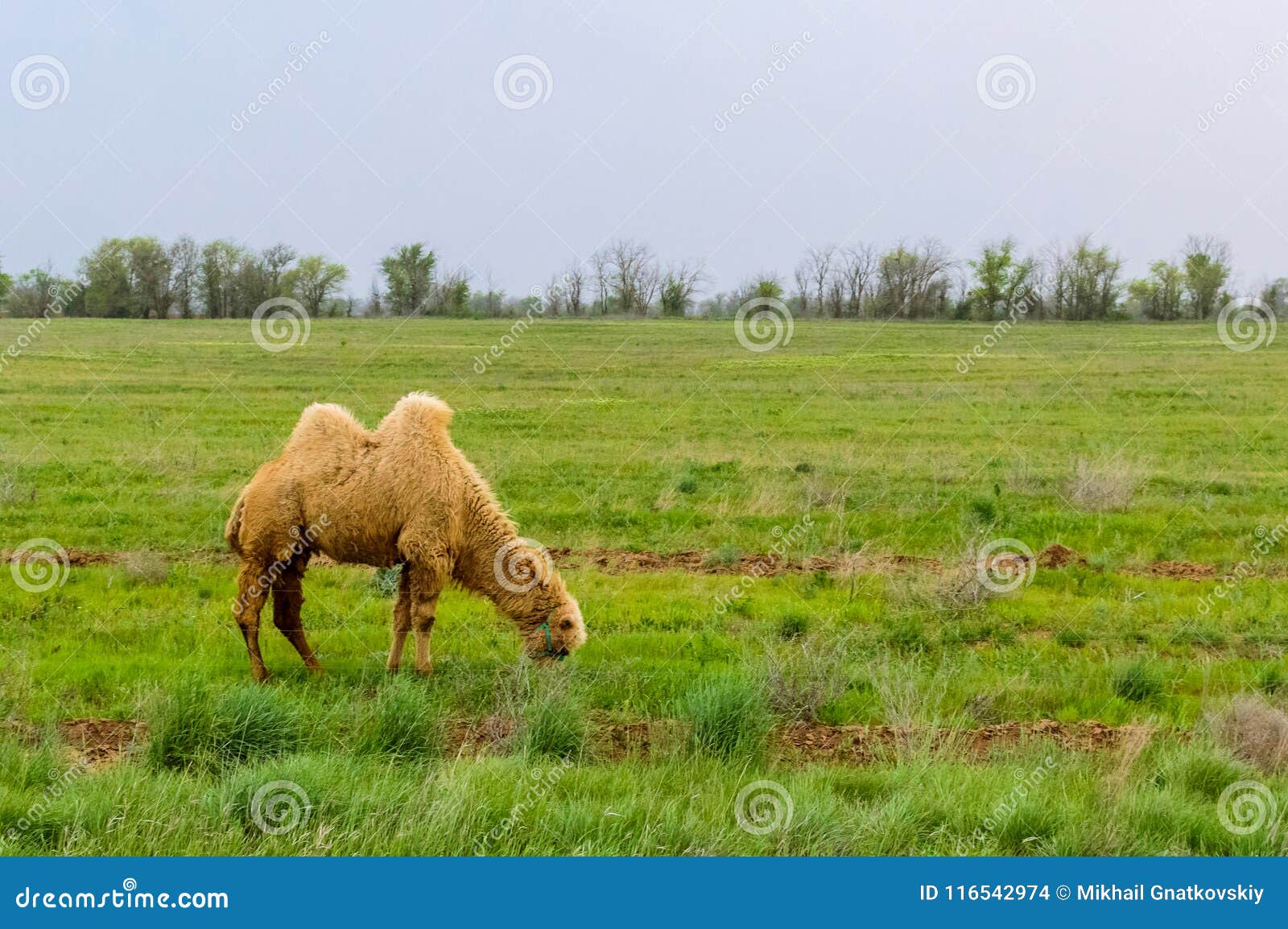 Camel Standing in the Grass Stock Photo - Image of farming, beauty ...