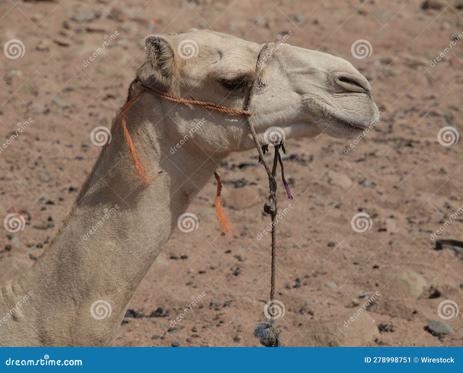 Camel Standing Isolated in a Desert Environment, Secured by a Rope ...